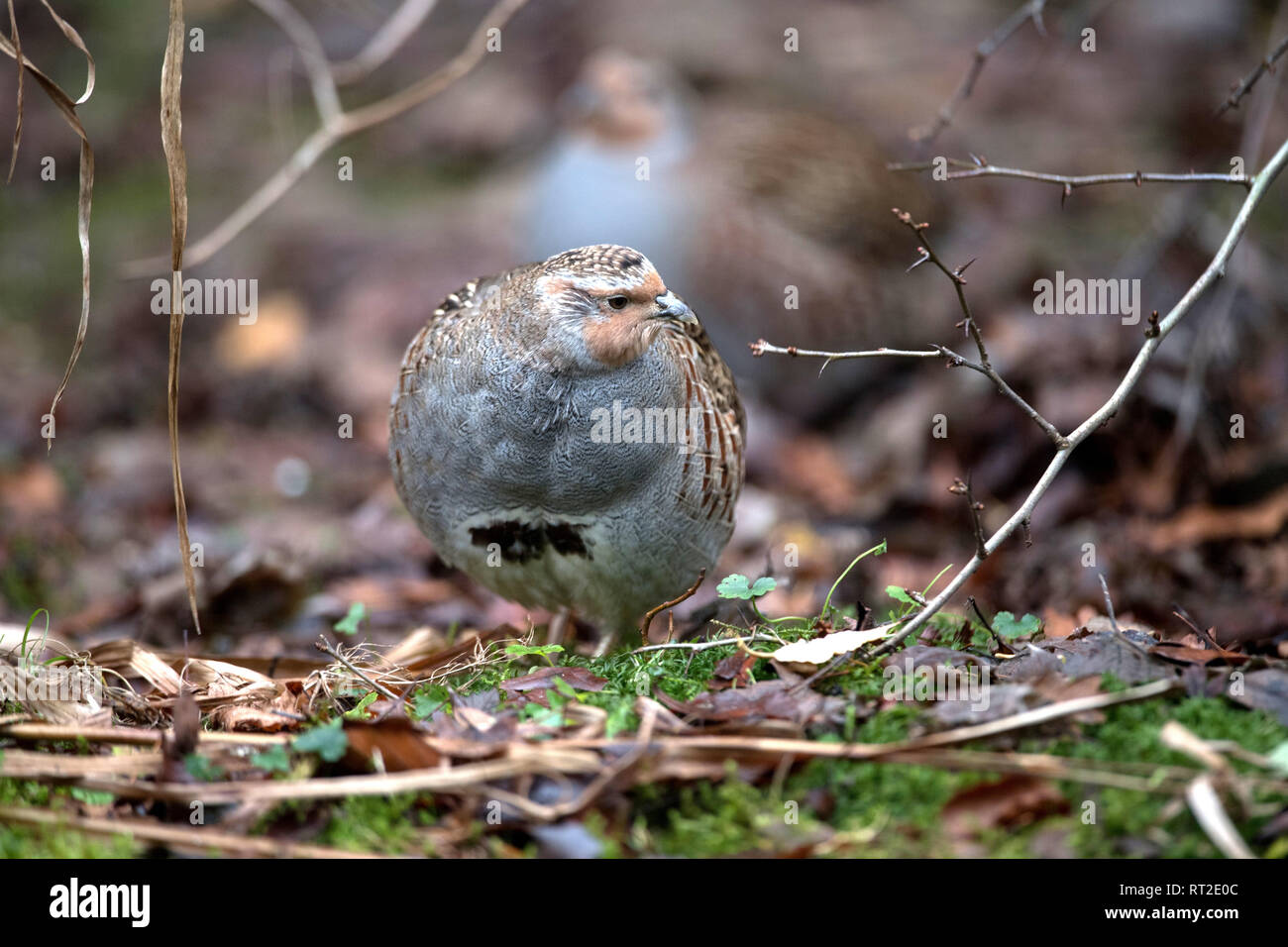 Partr hi-res stock photography and images - Alamy