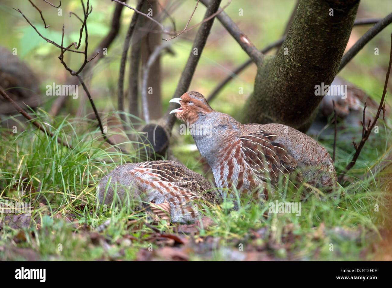 Pheasant-like, partridges, Galliformes, chickens, gallinaceous bird ...