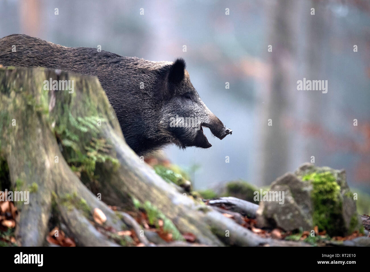 Pigs, beech mast, beech forest, real pigs, cloven-hoofed animals, sow ...