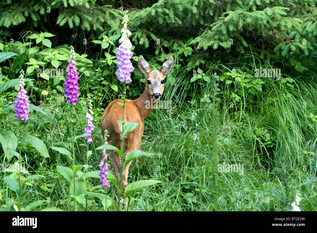 Capreolus capreolus, local animals, endemic animals, thimble, spring ...