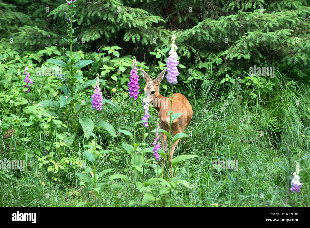 Capreolus capreolus, local animals, endemic animals, thimble, spring ...