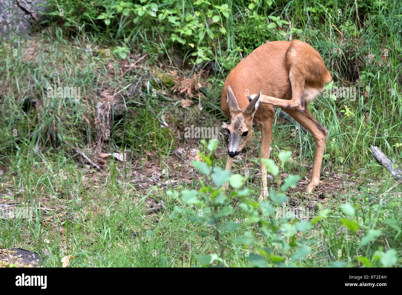 Capreolus capreolus, local animals, endemic animals, spring, nature ...