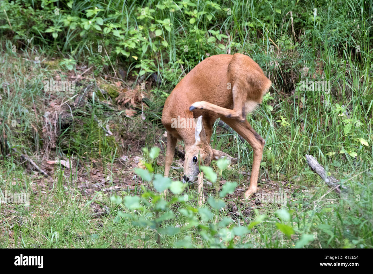 Capreolus capreolus, local animals, endemic animals, spring, nature ...