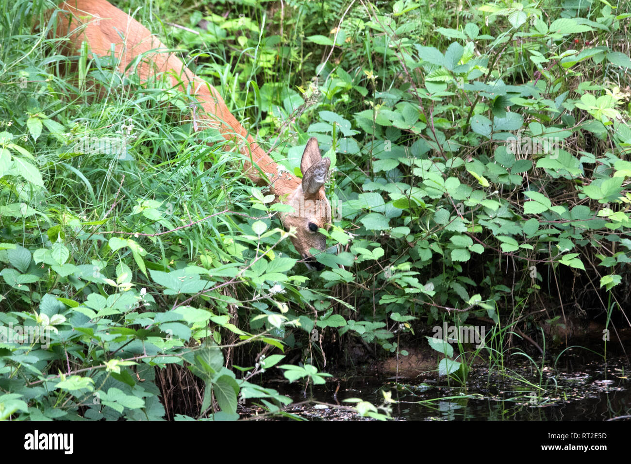 Capreolus capreolus, local animals, endemic animals, spring, nature ...
