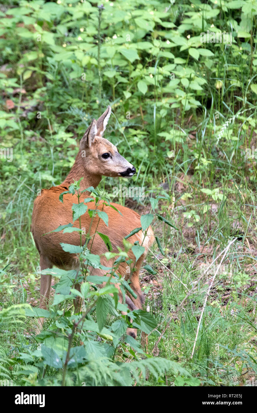 Trughirsche hi-res stock photography and images - Alamy