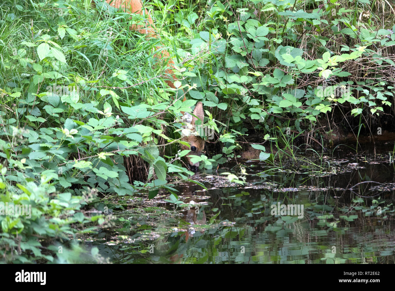 Capreolus capreolus, local animals, endemic animals, spring, nature ...