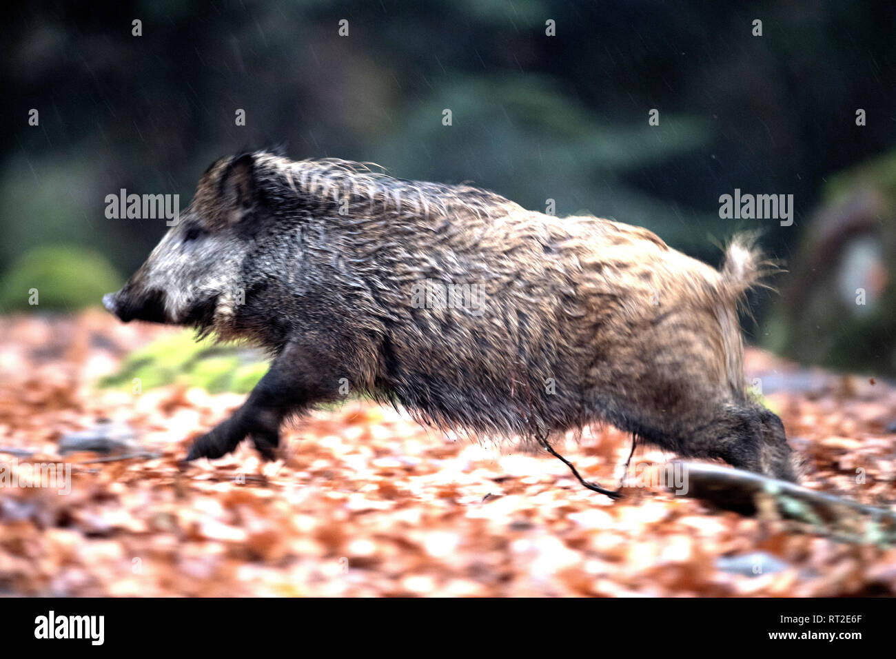 Pigs, beech mast, beech forest, real pigs, cloven-hoofed animals, sow ...