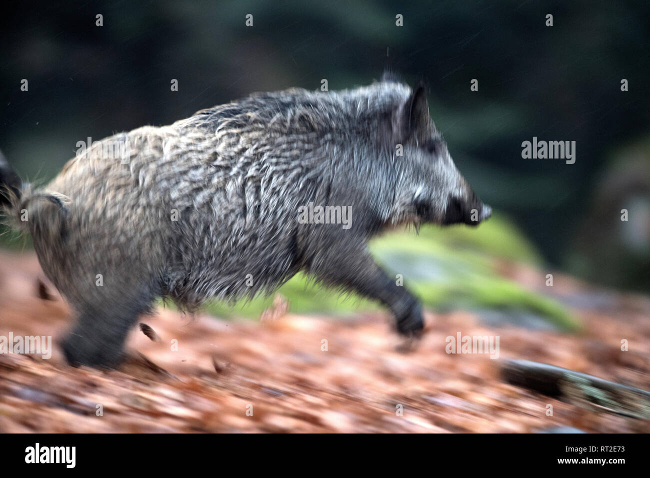 Pigs, beech mast, beech forest, real pigs, cloven-hoofed animals, sow ...