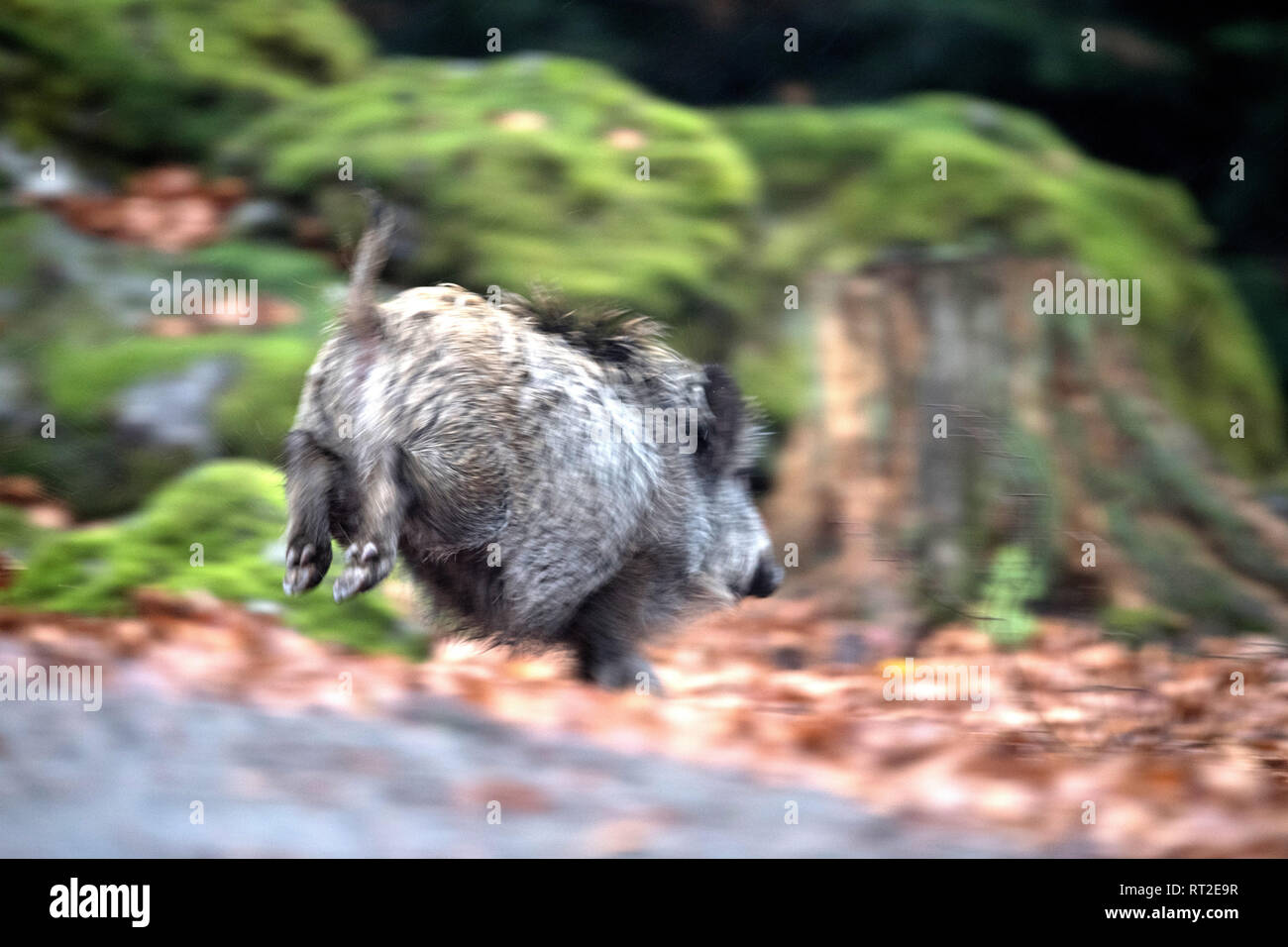 Pigs, beech mast, beech forest, real pigs, cloven-hoofed animals, sow ...