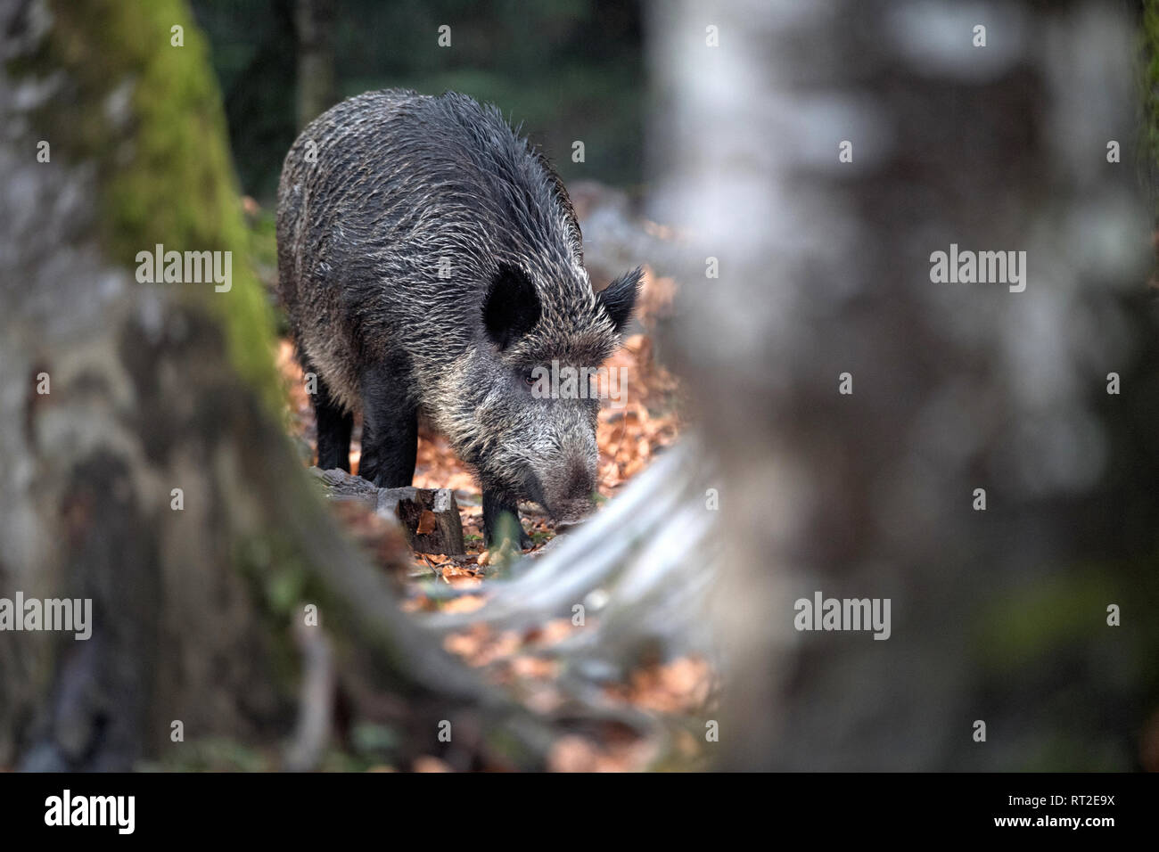 Pigs, beech mast, beech forest, real pigs, cloven-hoofed animals, sow ...