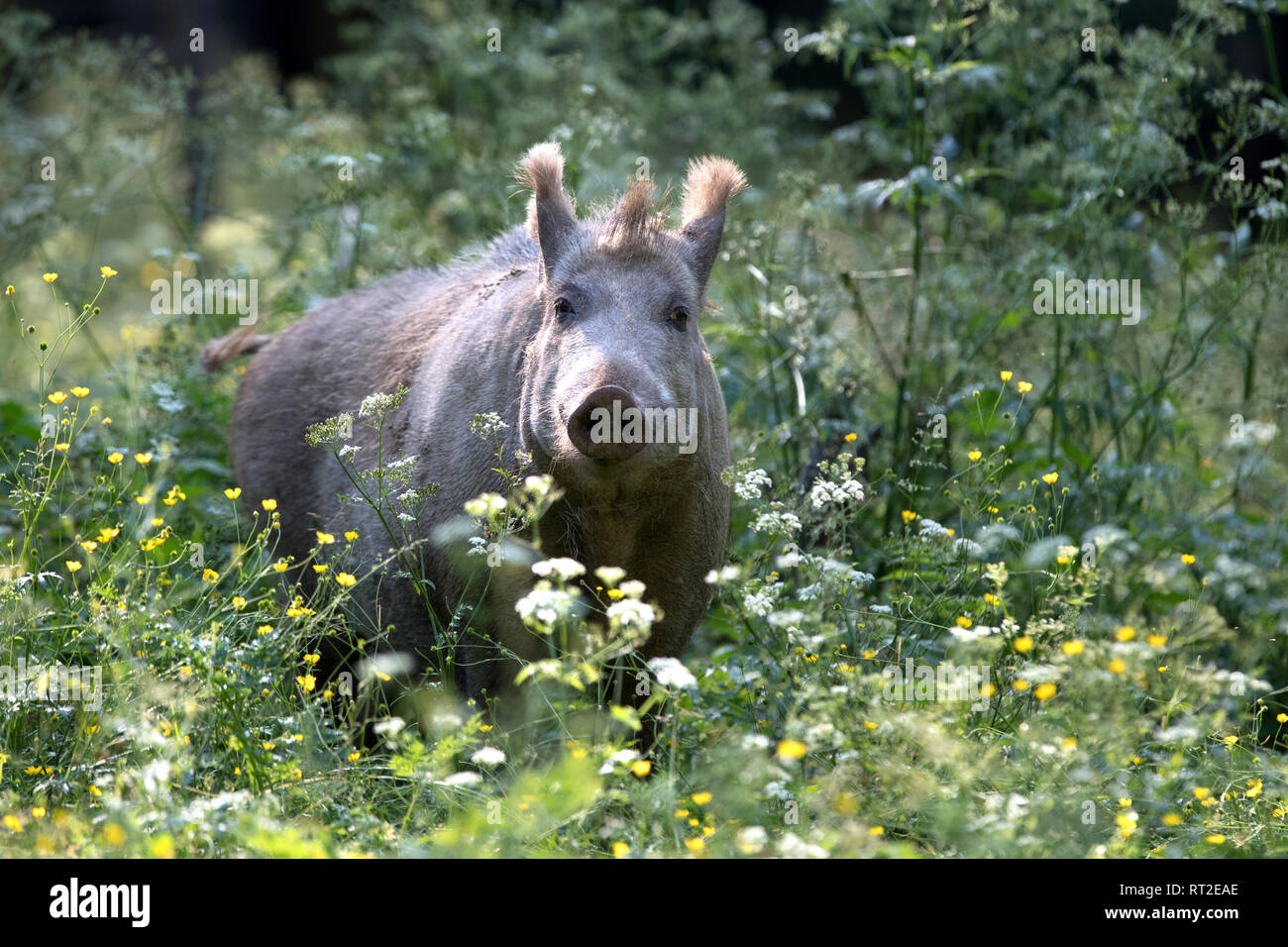 Making a mess in summer hi-res stock photography and images - Alamy
