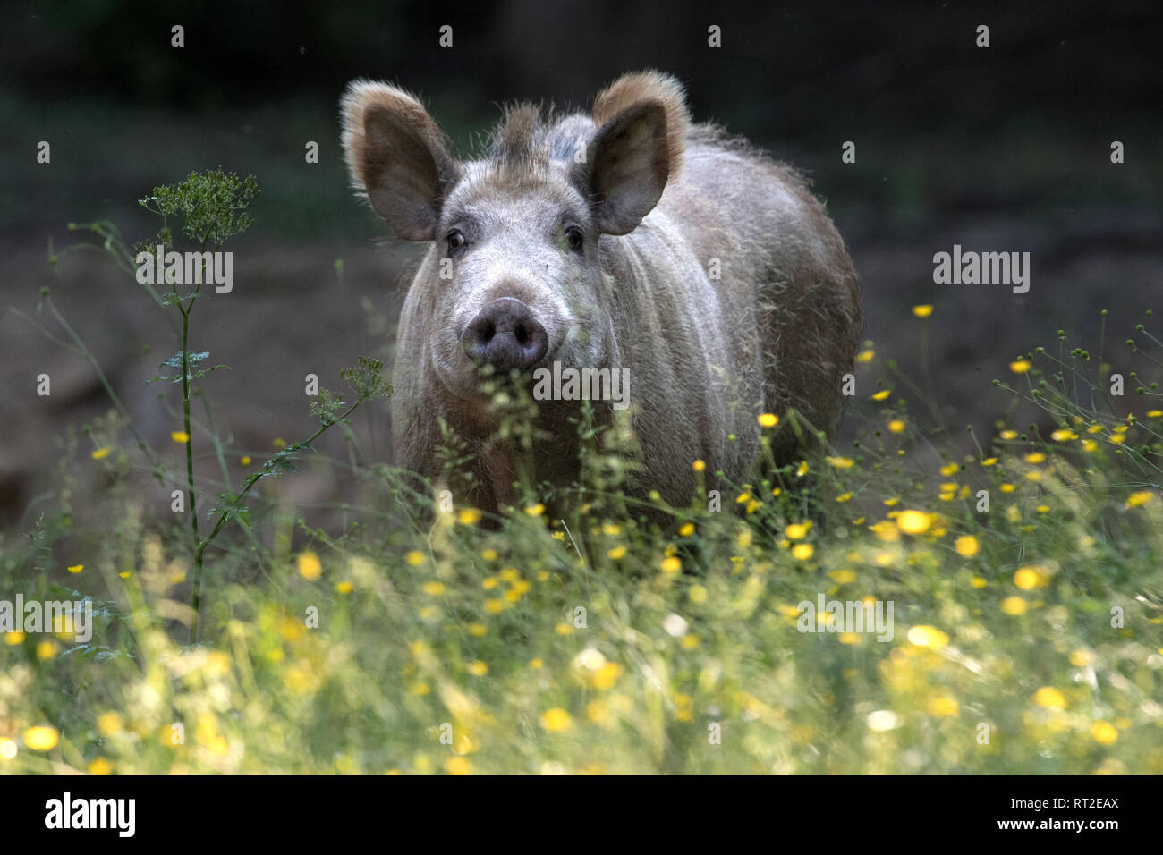 Pigs, real pigs, local animals, endemic animals, cloven-hoofed animals ...
