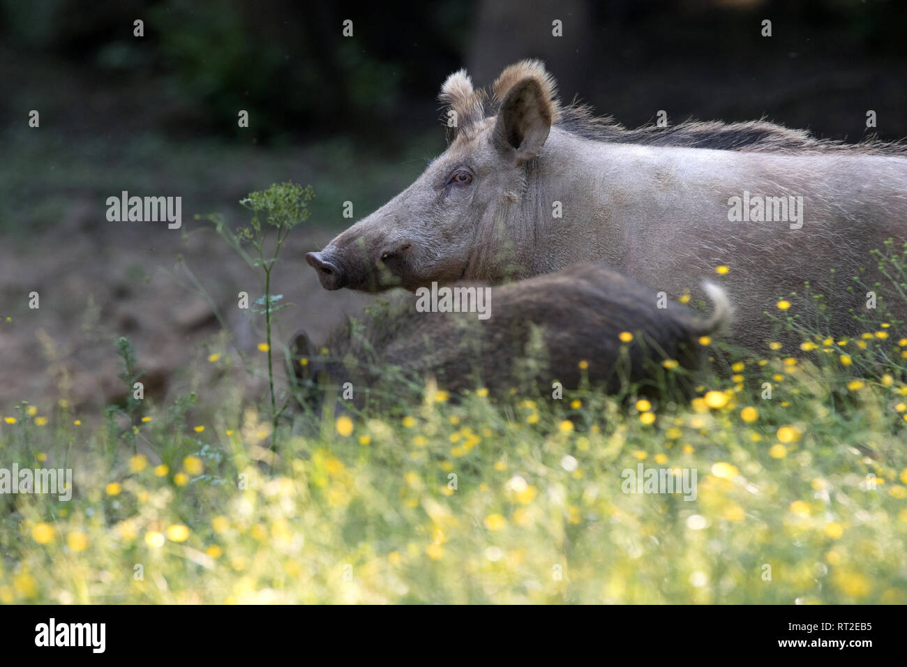 Pigs, real pigs, local animals, endemic animals, cloven-hoofed animals ...