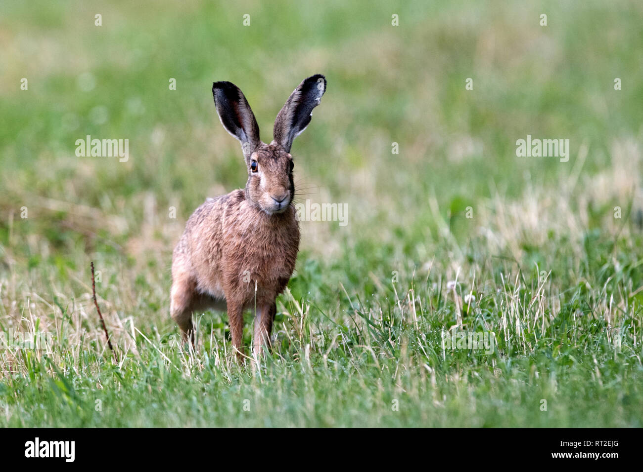 The crooked, field hare, field hare, free living person animals, hare ...