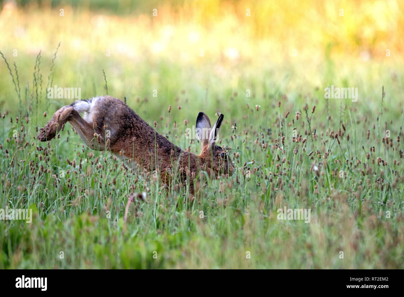 The crooked, field hare, field hare, free living person animals, hare ...
