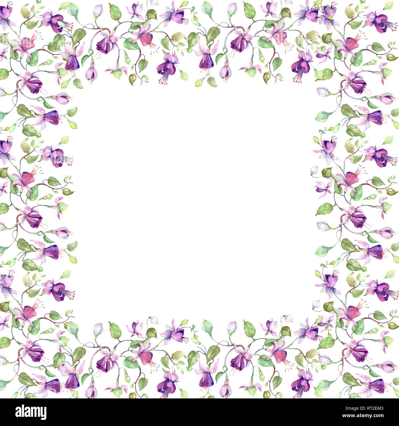 Purple fuchsia bouquet. Floral botanical flower. Watercolor background ...