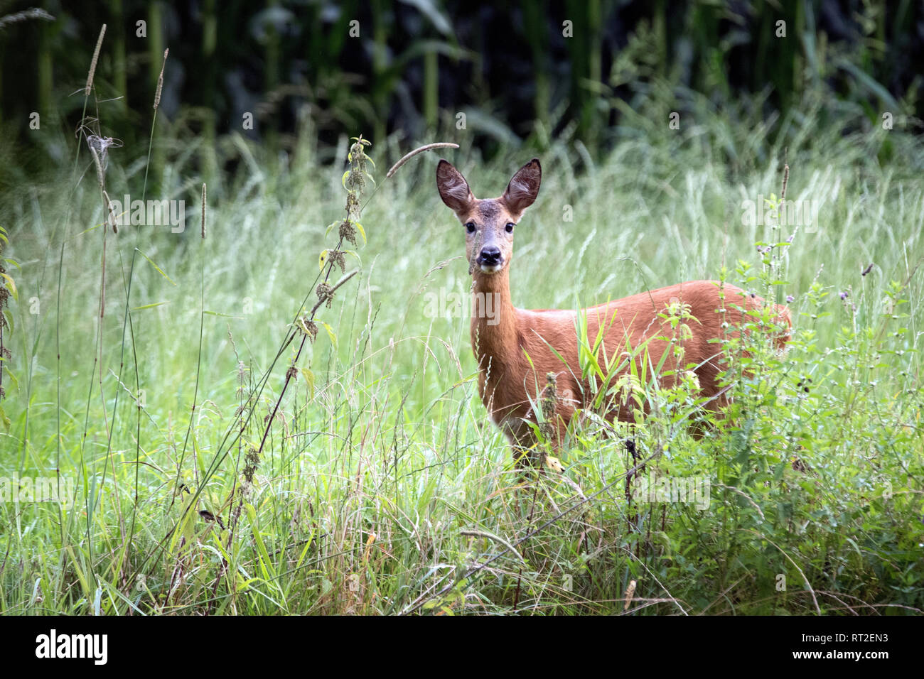 Rut, rutting season roe deer game, Capreolus capreolus, European roe ...