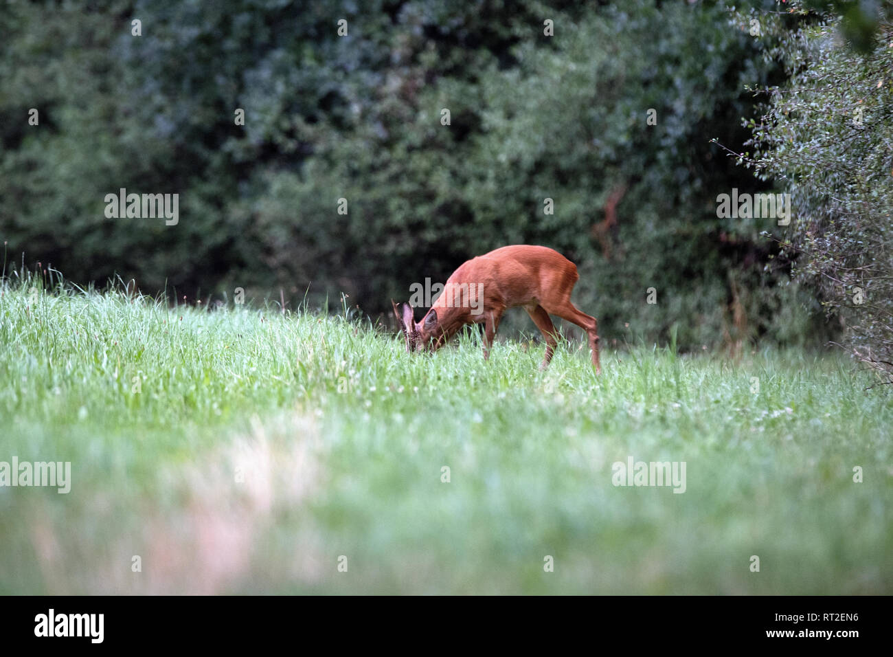 Rut, rutting season roe deer game, Capreolus capreolus, European roe ...