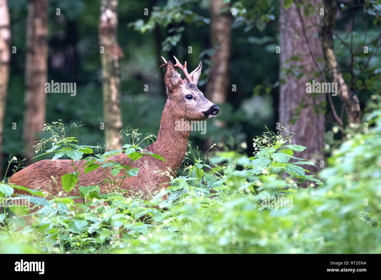 Rut, rutting season roe deer game, Capreolus capreolus, European roe ...