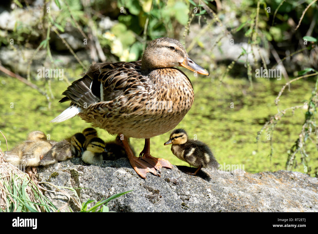 Jungs ducks hi-res stock photography and images - Alamy