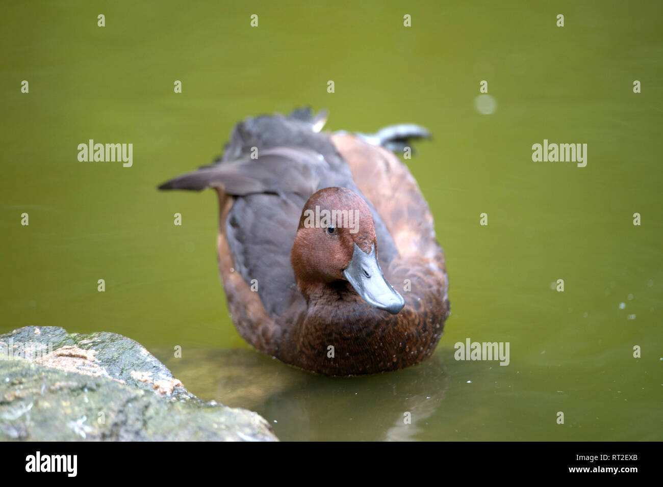 Family of the ducks birds hi-res stock photography and images - Alamy
