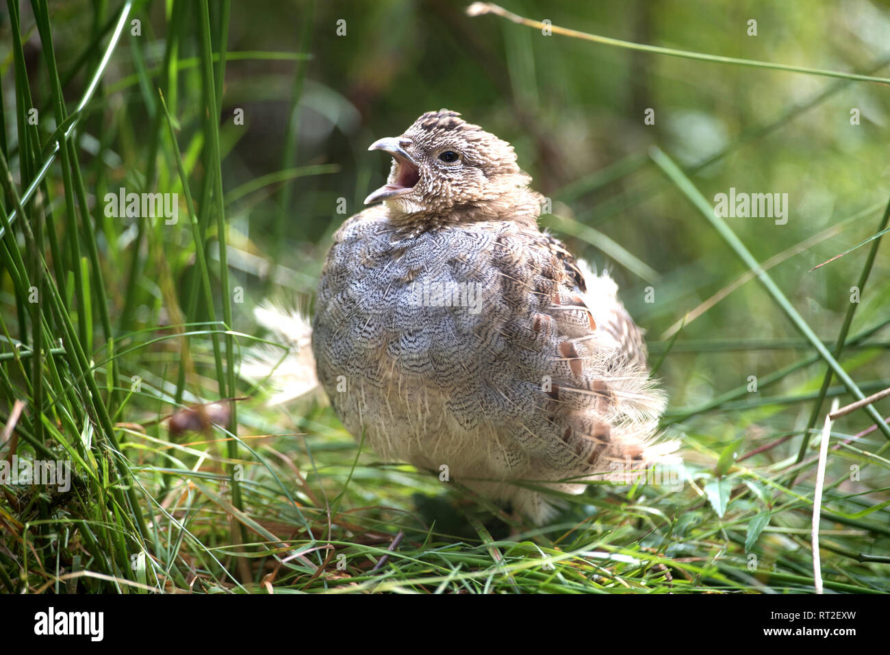 Pheasant-like, partridges, Galliformes, chickens, gallinaceous bird ...