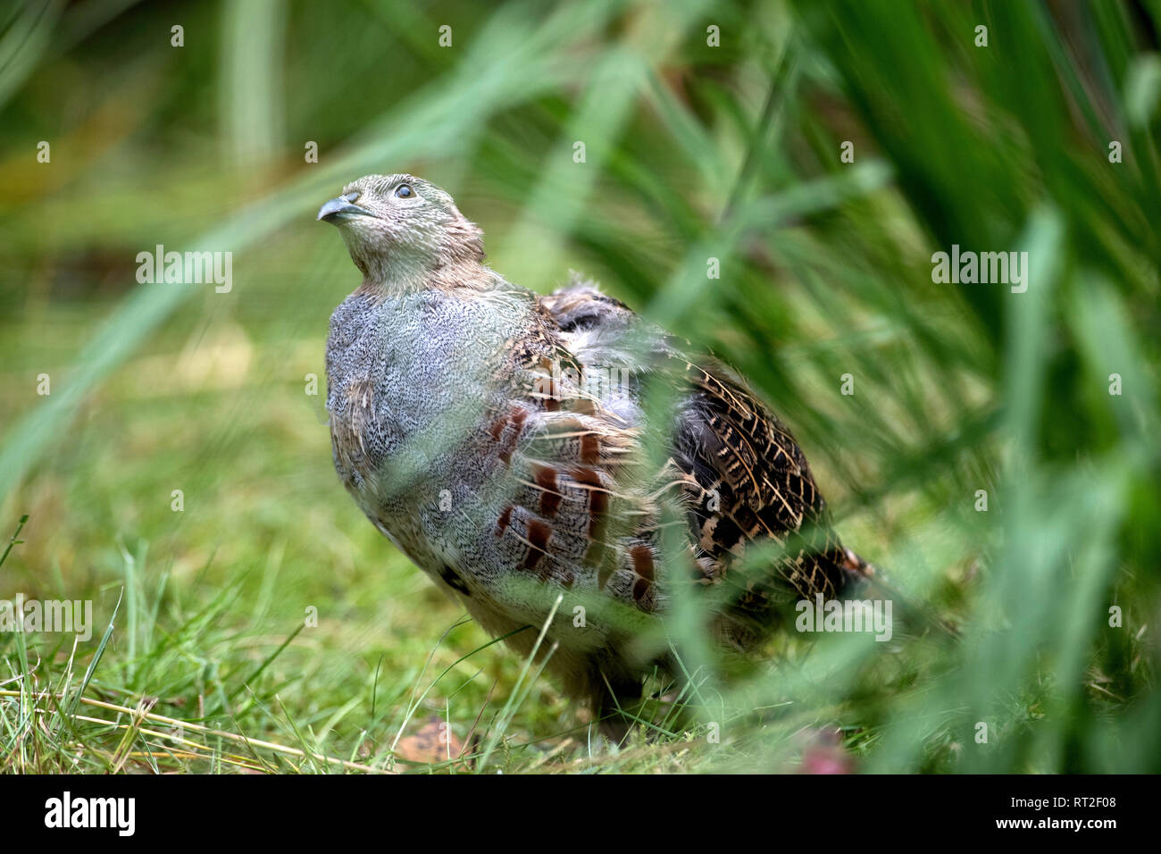 Partr hi-res stock photography and images - Alamy