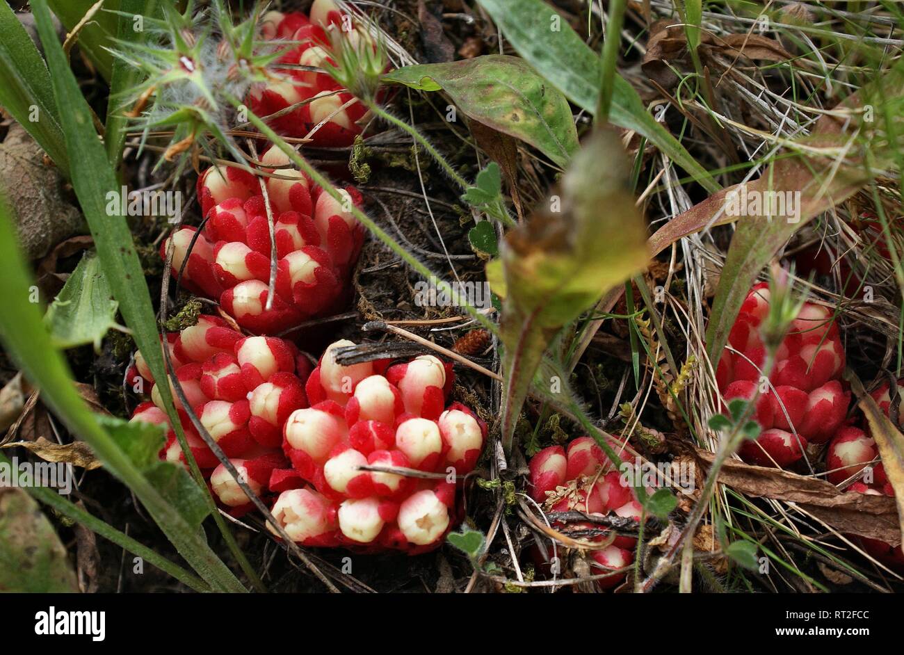 Cytinus hi-res stock photography and images - Alamy