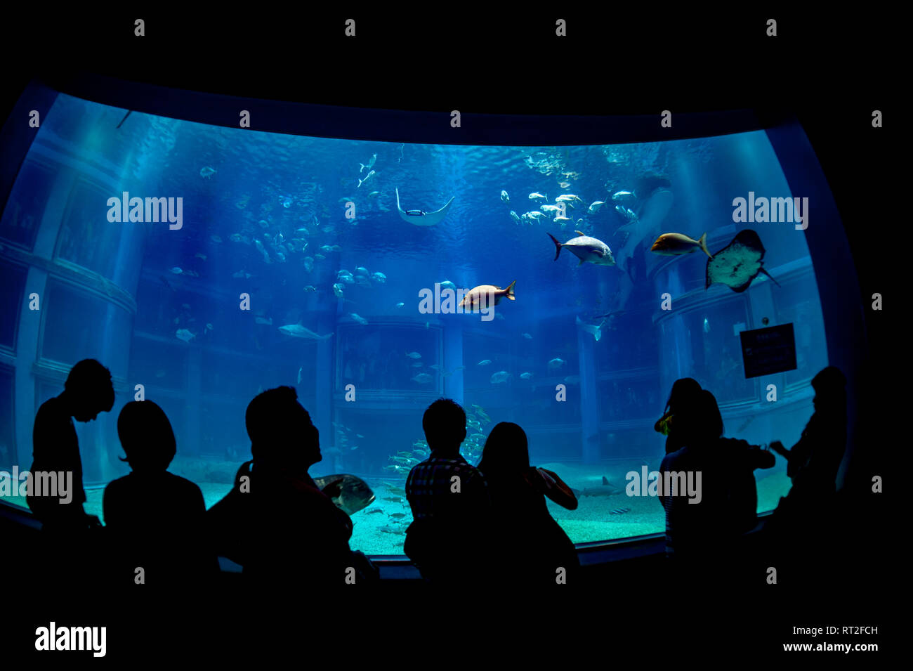 Large aquarium tank hi-res stock photography and images - Alamy