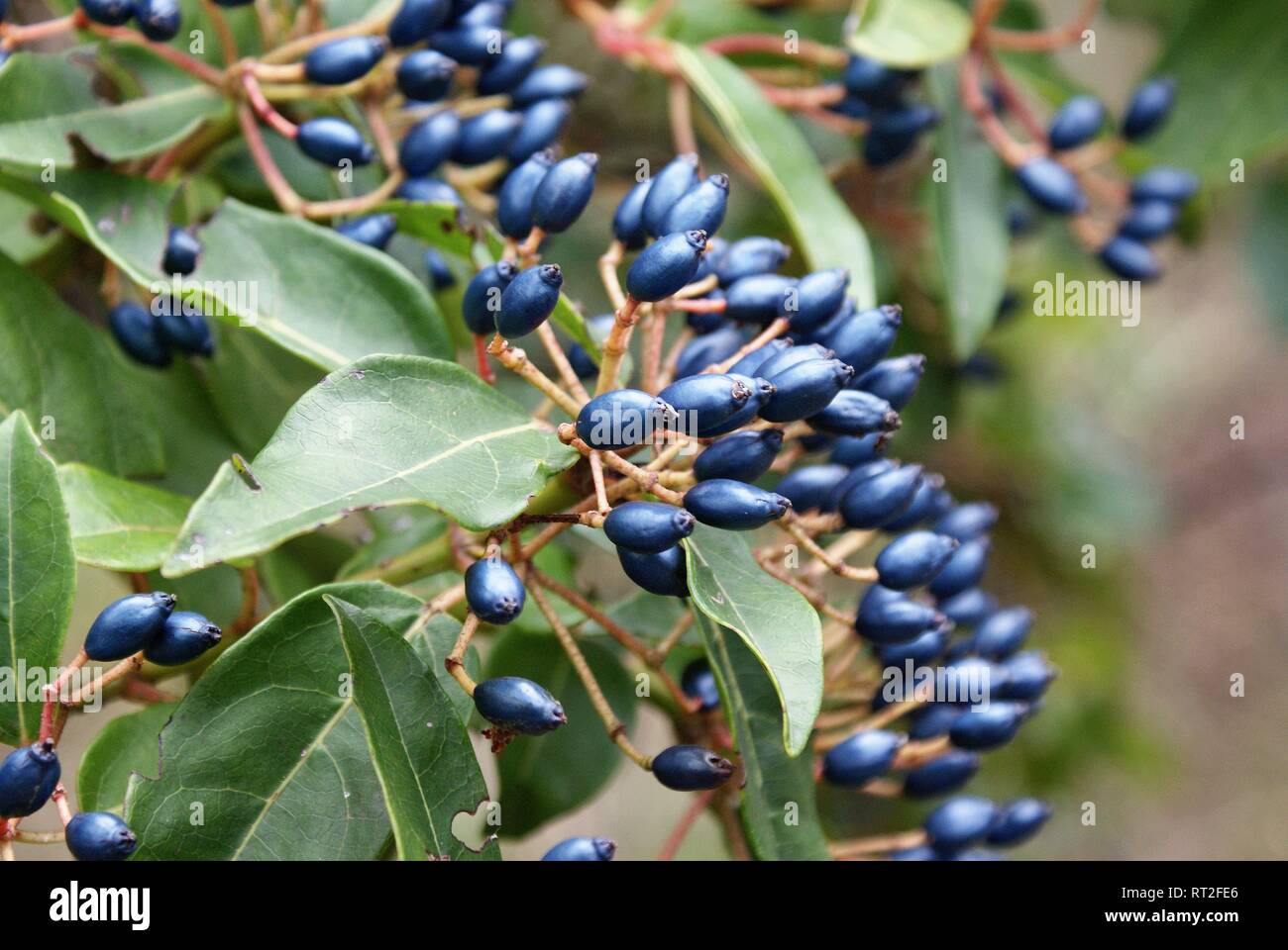 Laurestine plant viburnum tinus hi-res stock photography and images - Alamy