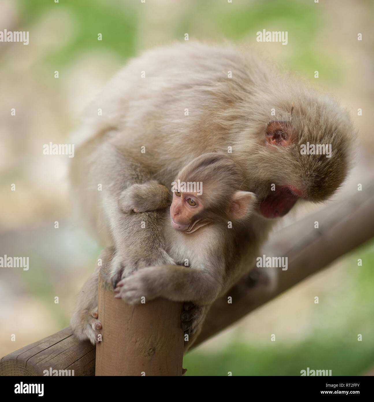 Monkeys hugging hi-res stock photography and images - Alamy