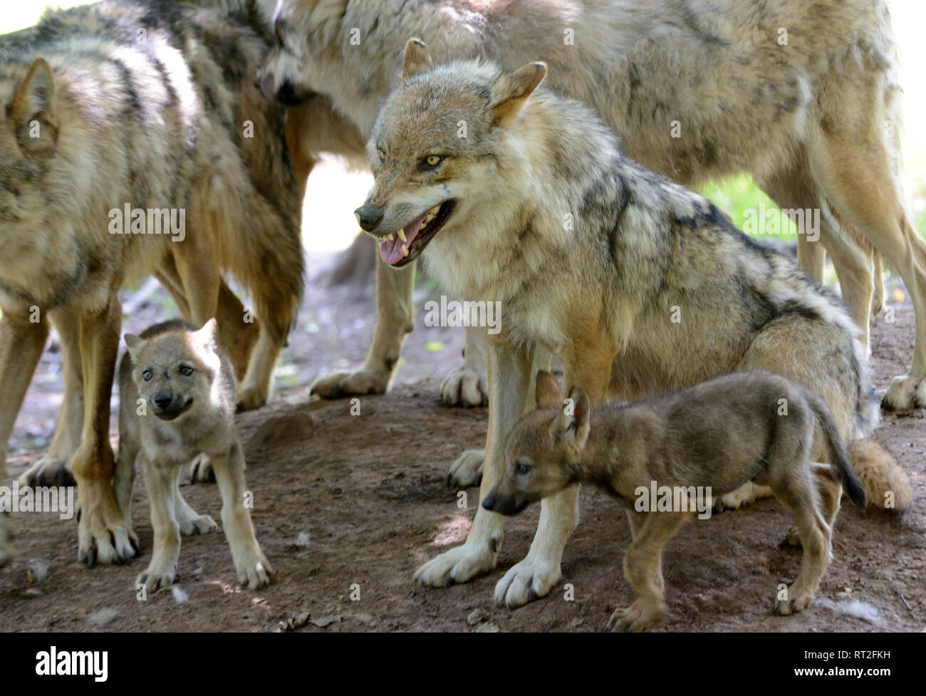 Canine, Canis lupus, endemic animal species, European wolf, protected ...