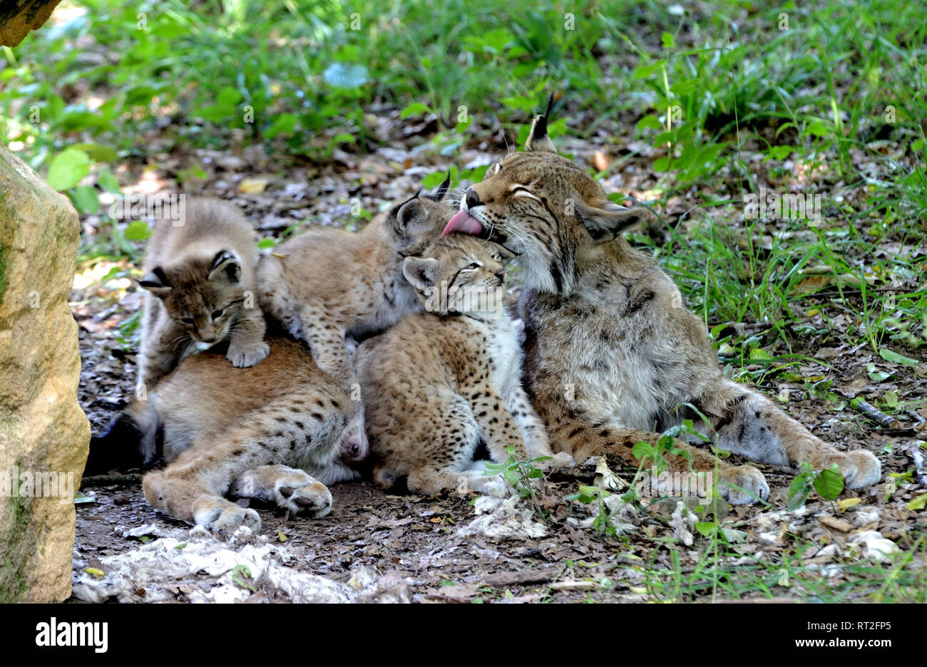 hunter, endemic animal species, Eurasian lynx, European lynx, protected ...