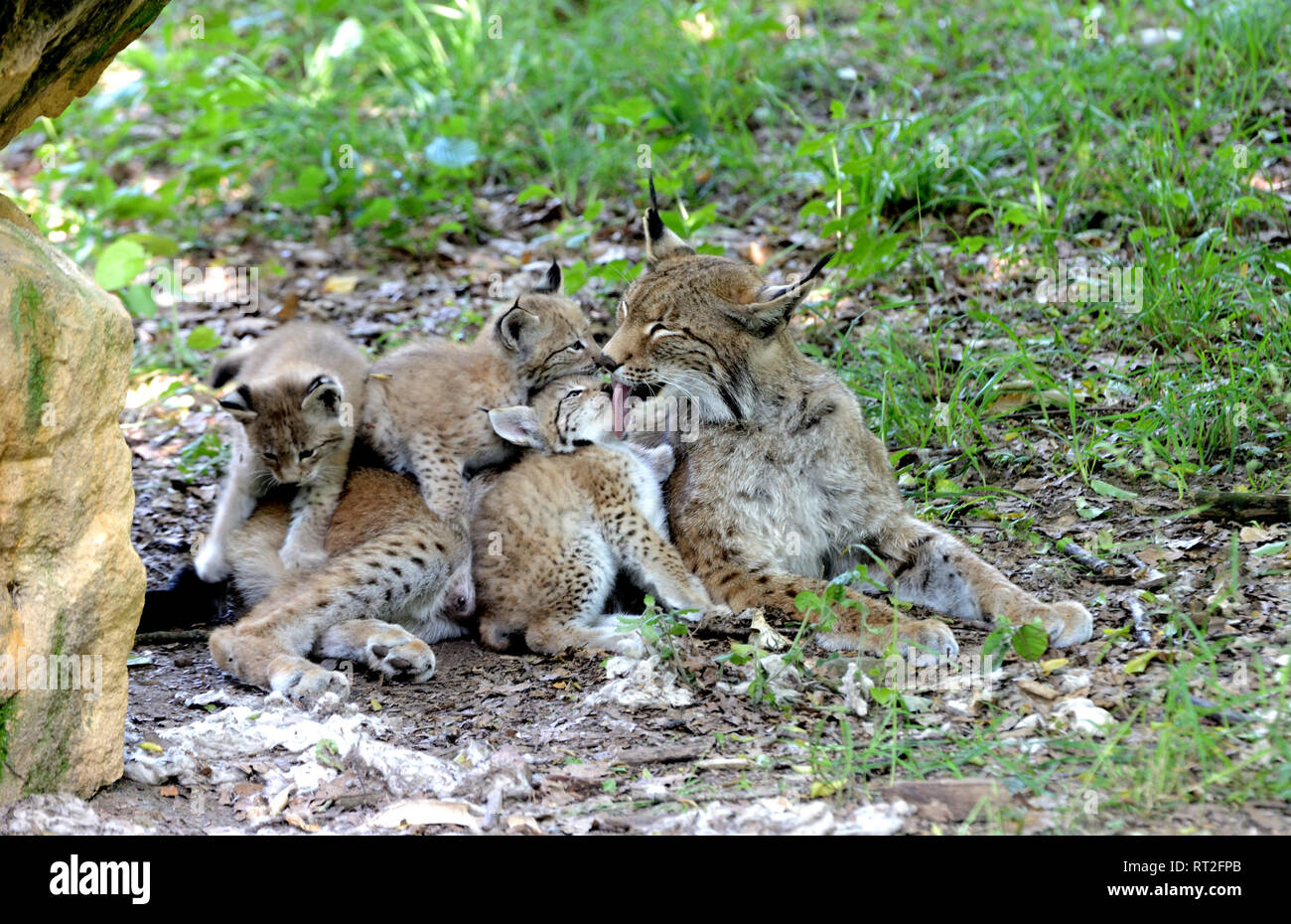 hunter, endemic animal species, Eurasian lynx, European lynx, protected ...