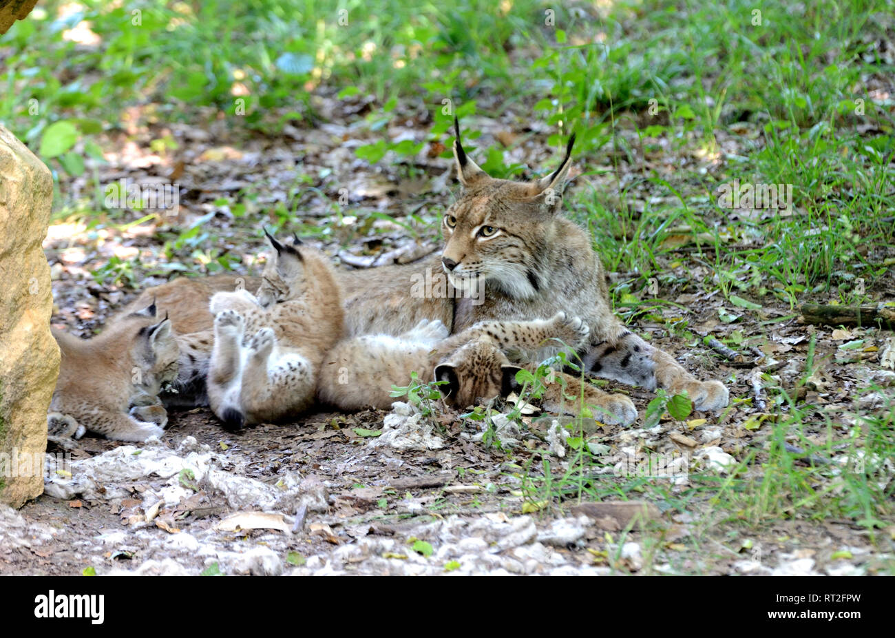 hunter, endemic animal species, Eurasian lynx, European lynx, protected ...