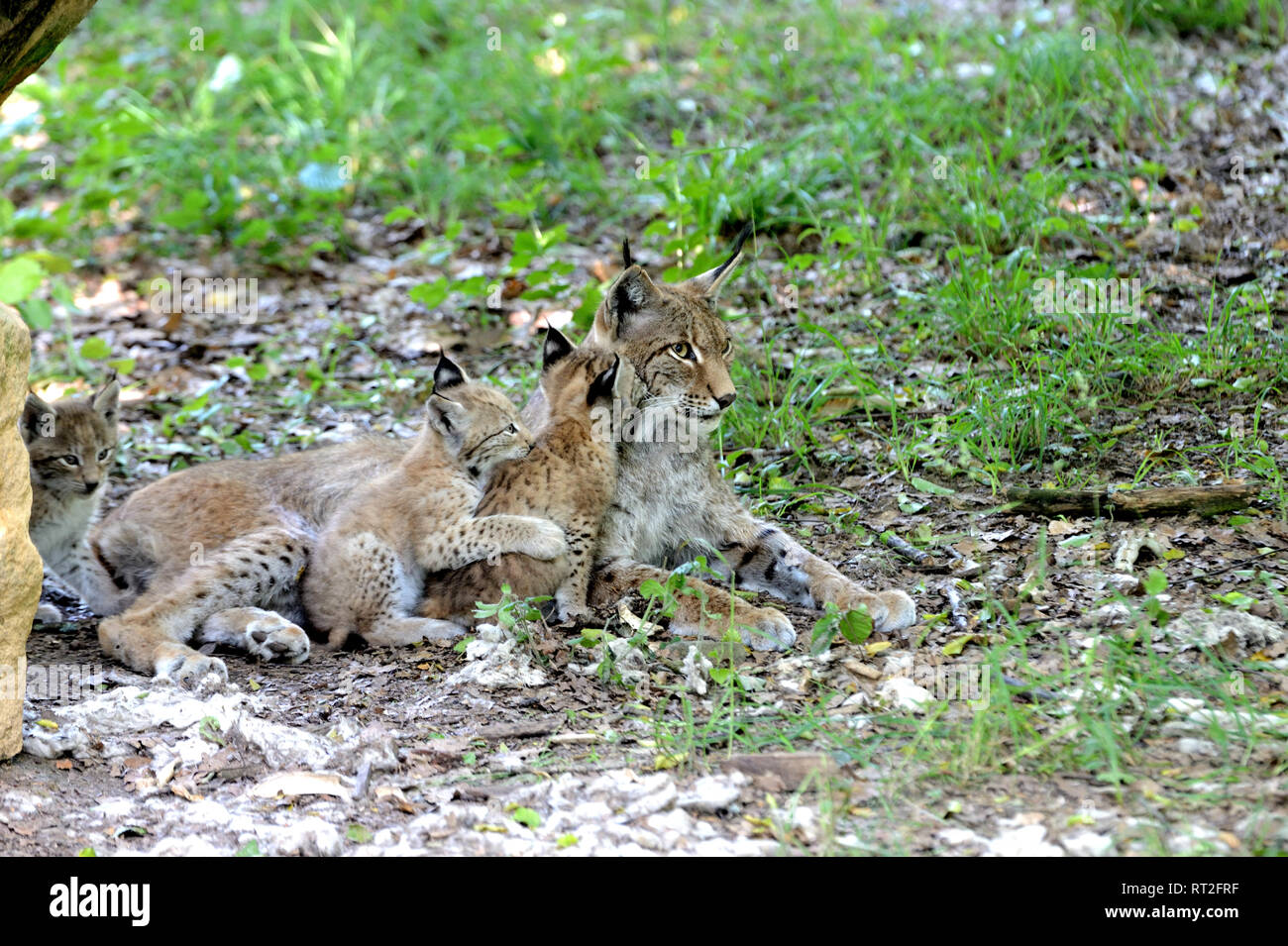 hunter, endemic animal species, Eurasian lynx, European lynx, protected ...