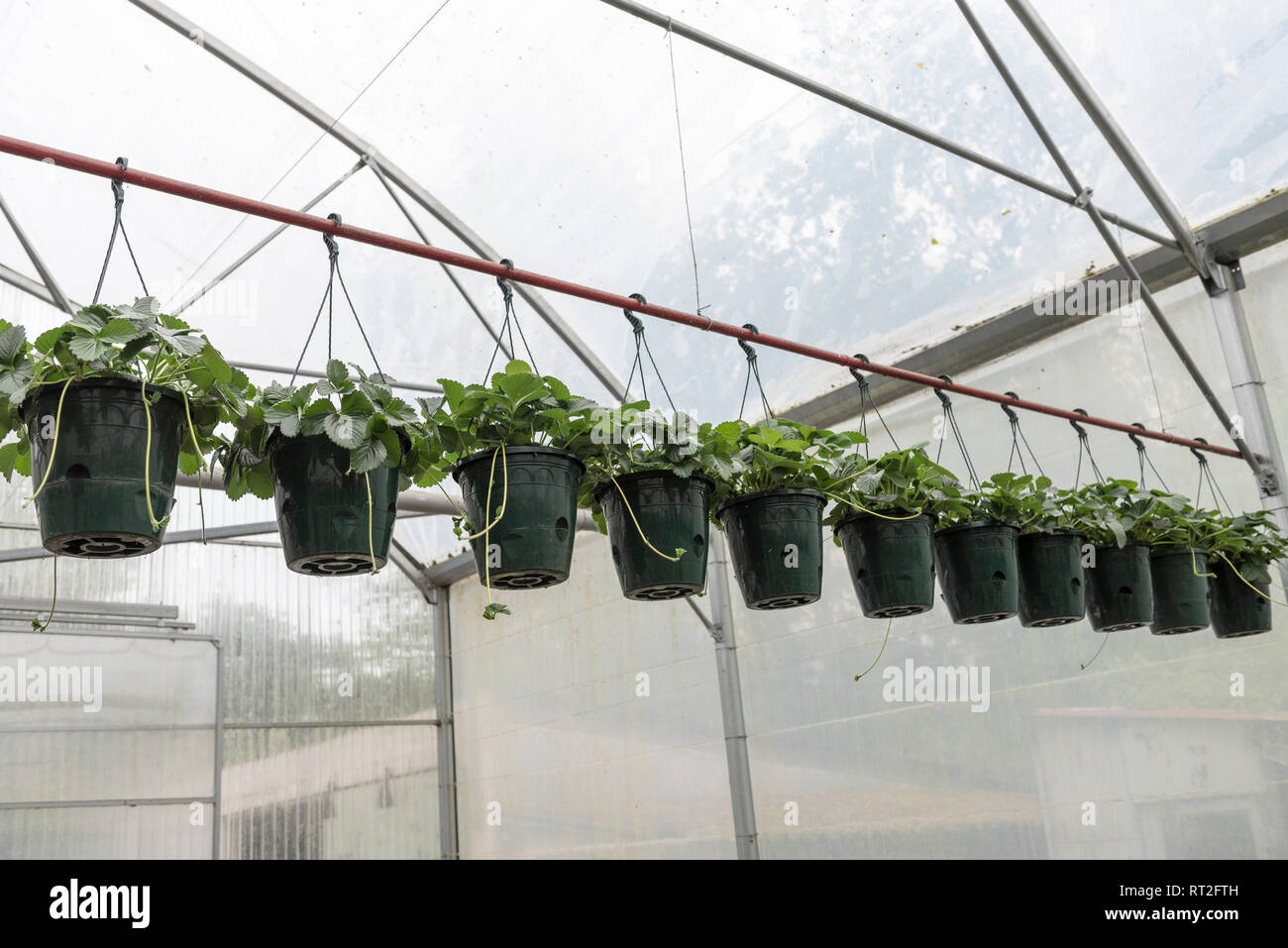 Strawberry feet in suspensions, spring, Pas de Calais, France Stock ...