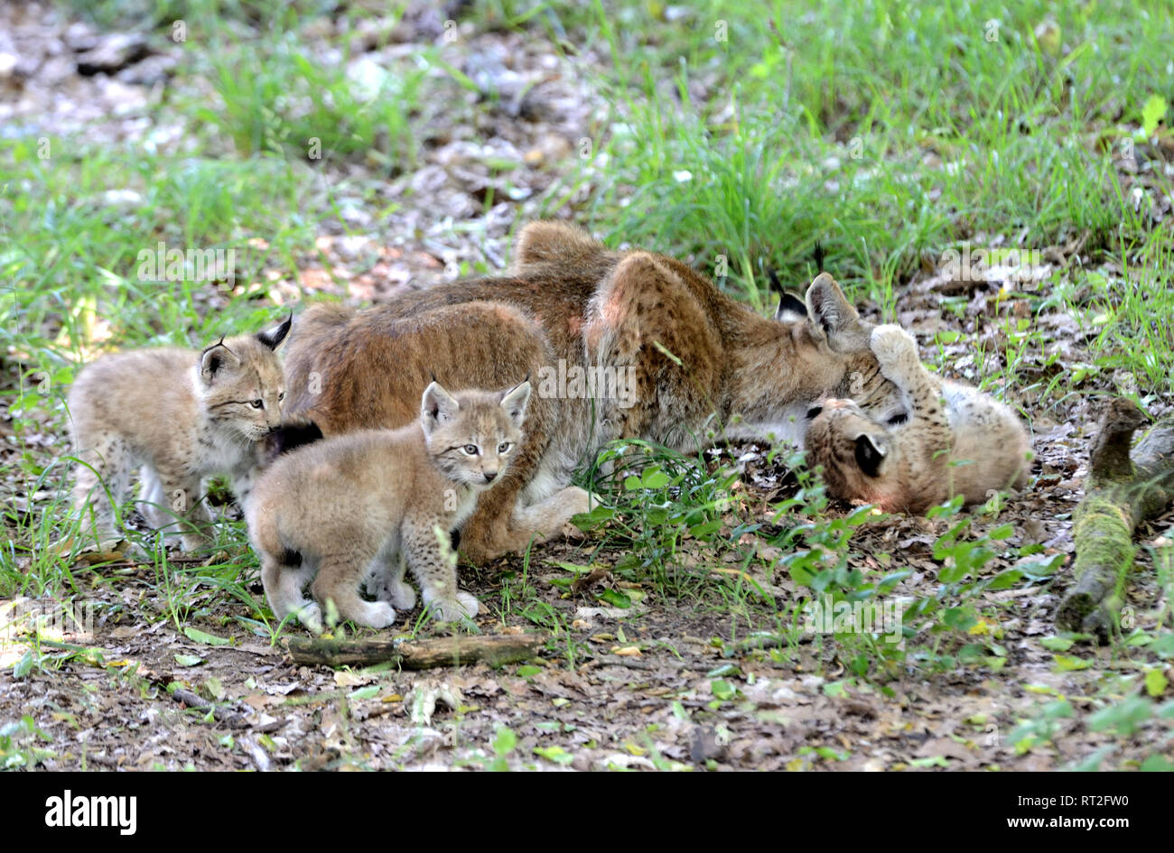 hunter, endemic animal species, Eurasian lynx, European lynx, protected ...