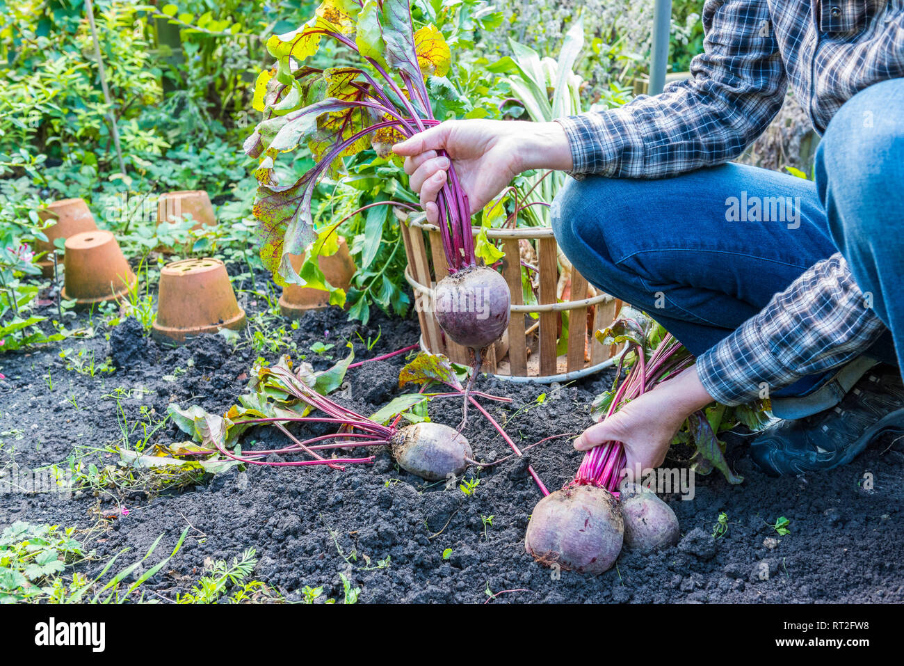 Harvest of red beets in a kitchen garden, Autumn, Pas-de-Calais, France ...