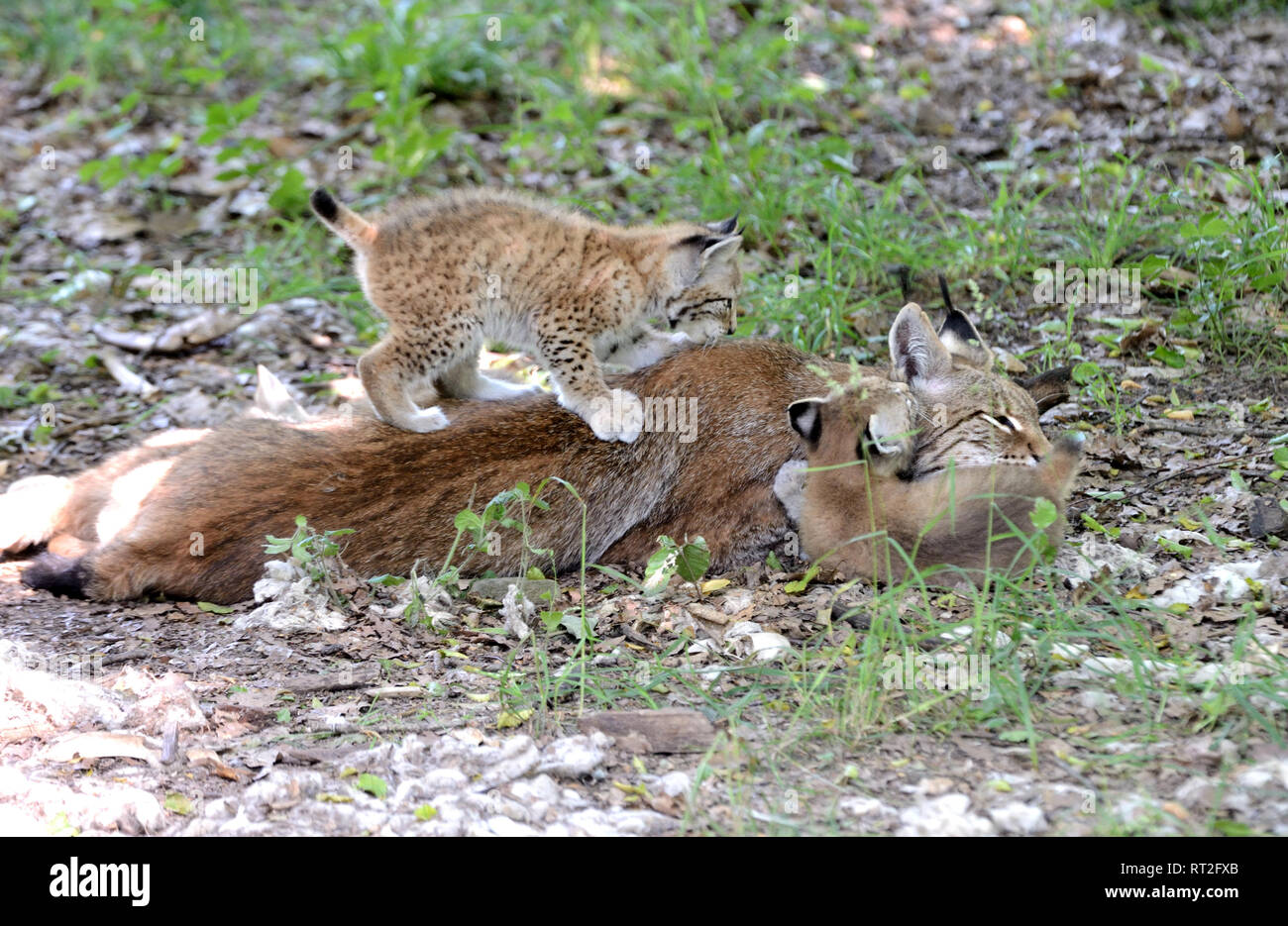 hunter, endemic animal species, Eurasian lynx, European lynx, protected ...