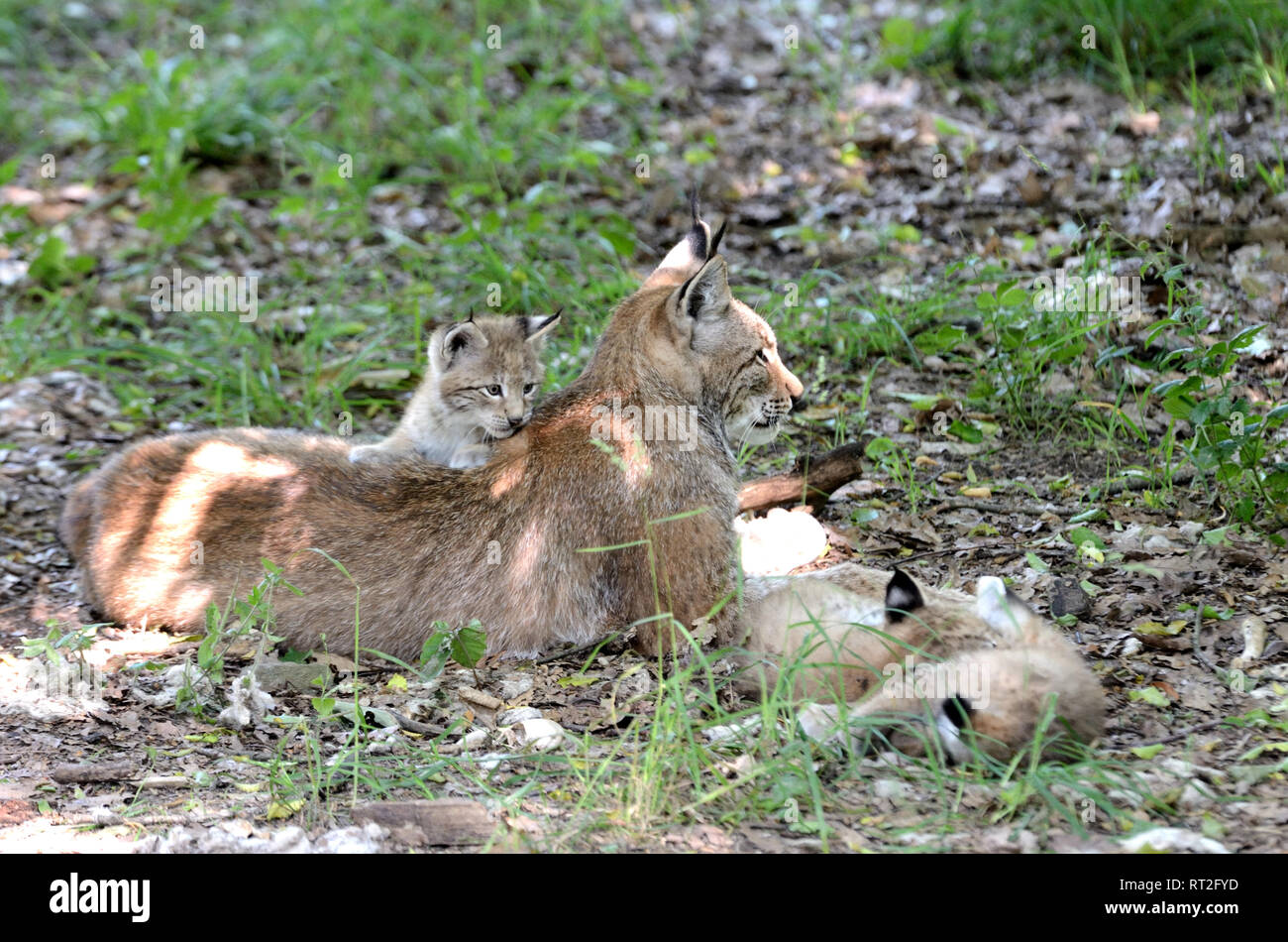 hunter, endemic animal species, Eurasian lynx, European lynx, protected ...