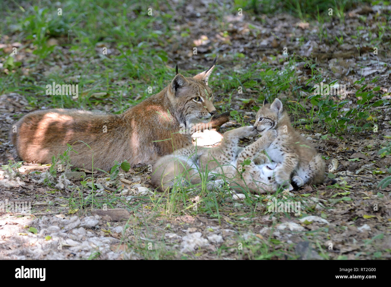 hunter, endemic animal species, Eurasian lynx, European lynx, protected ...