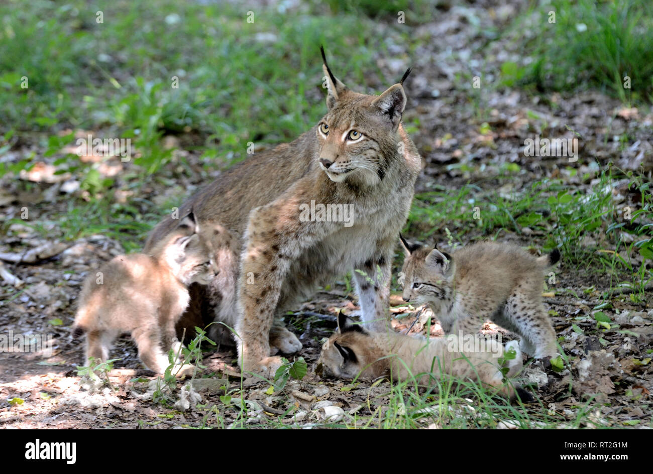 hunter, endemic animal species, Eurasian lynx, European lynx, protected ...
