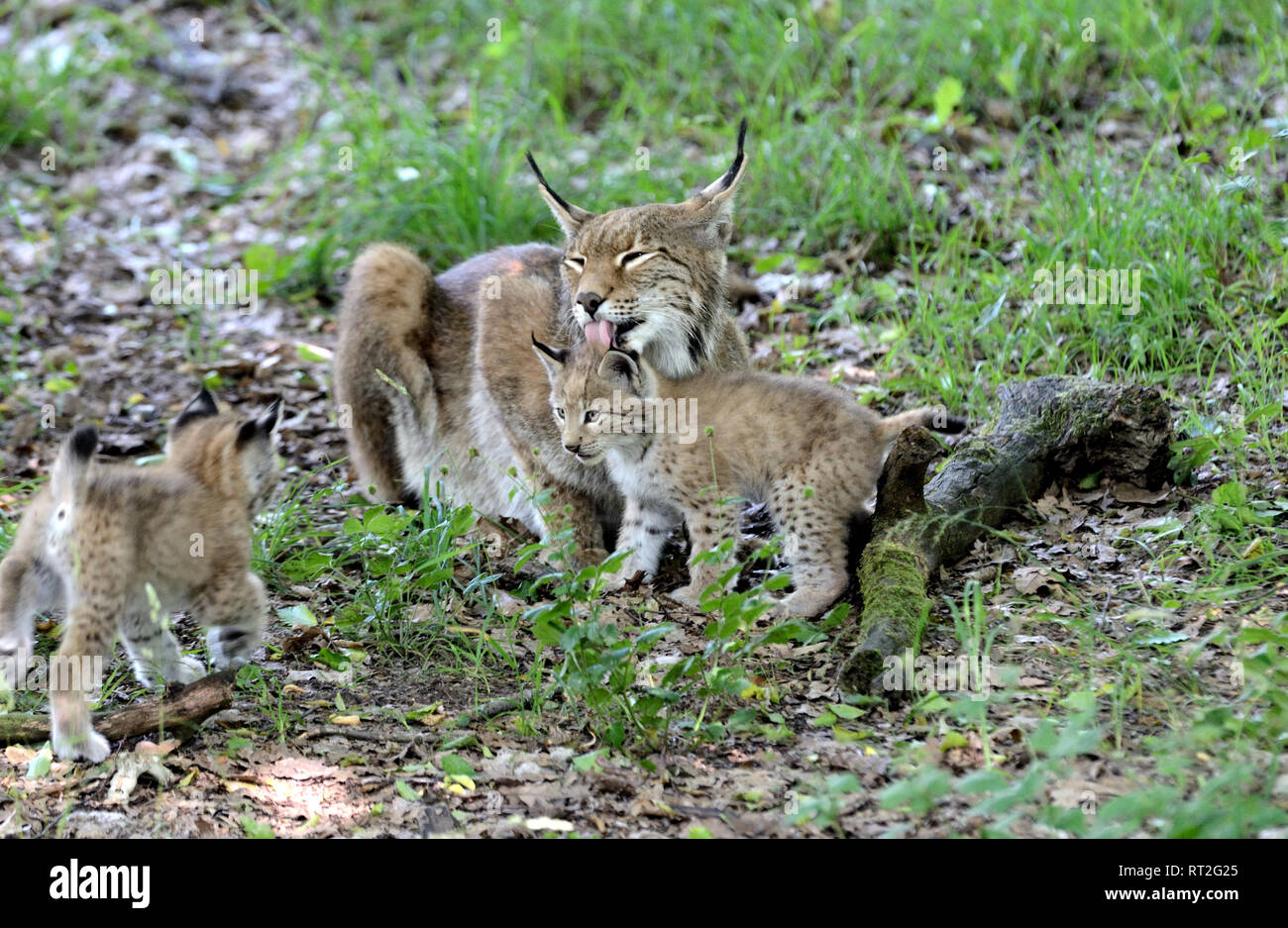 hunter, endemic animal species, Eurasian lynx, European lynx, protected ...