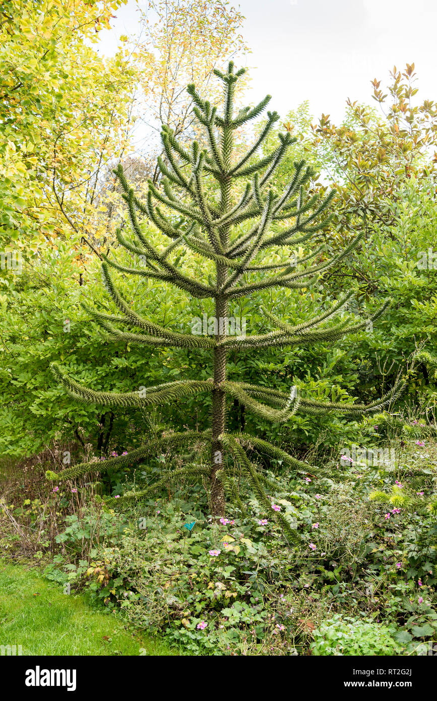 Araucaria sp tree hi-res stock photography and images - Alamy