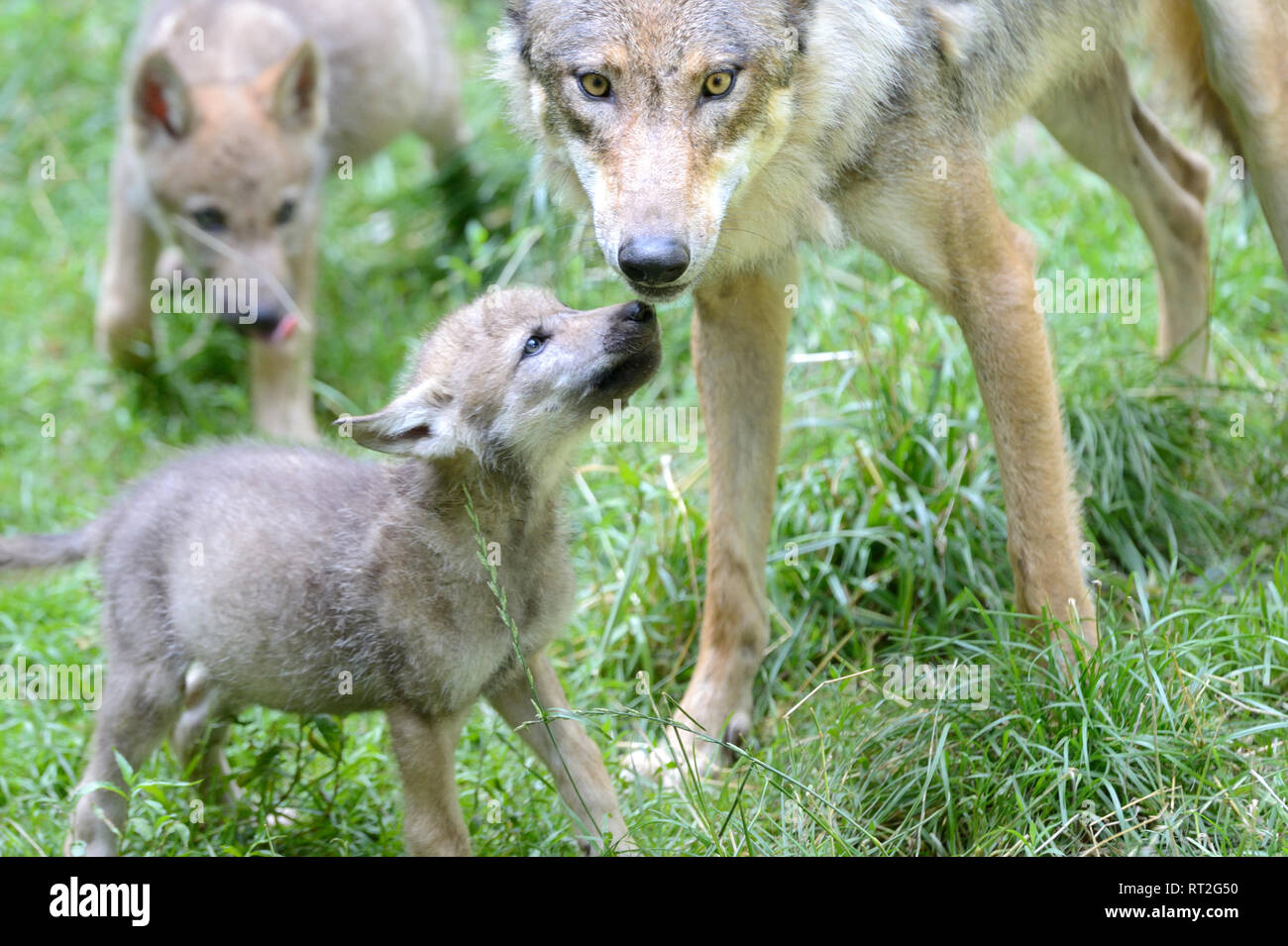Canine, Canis lupus, endemic animal species, European wolf, protected ...