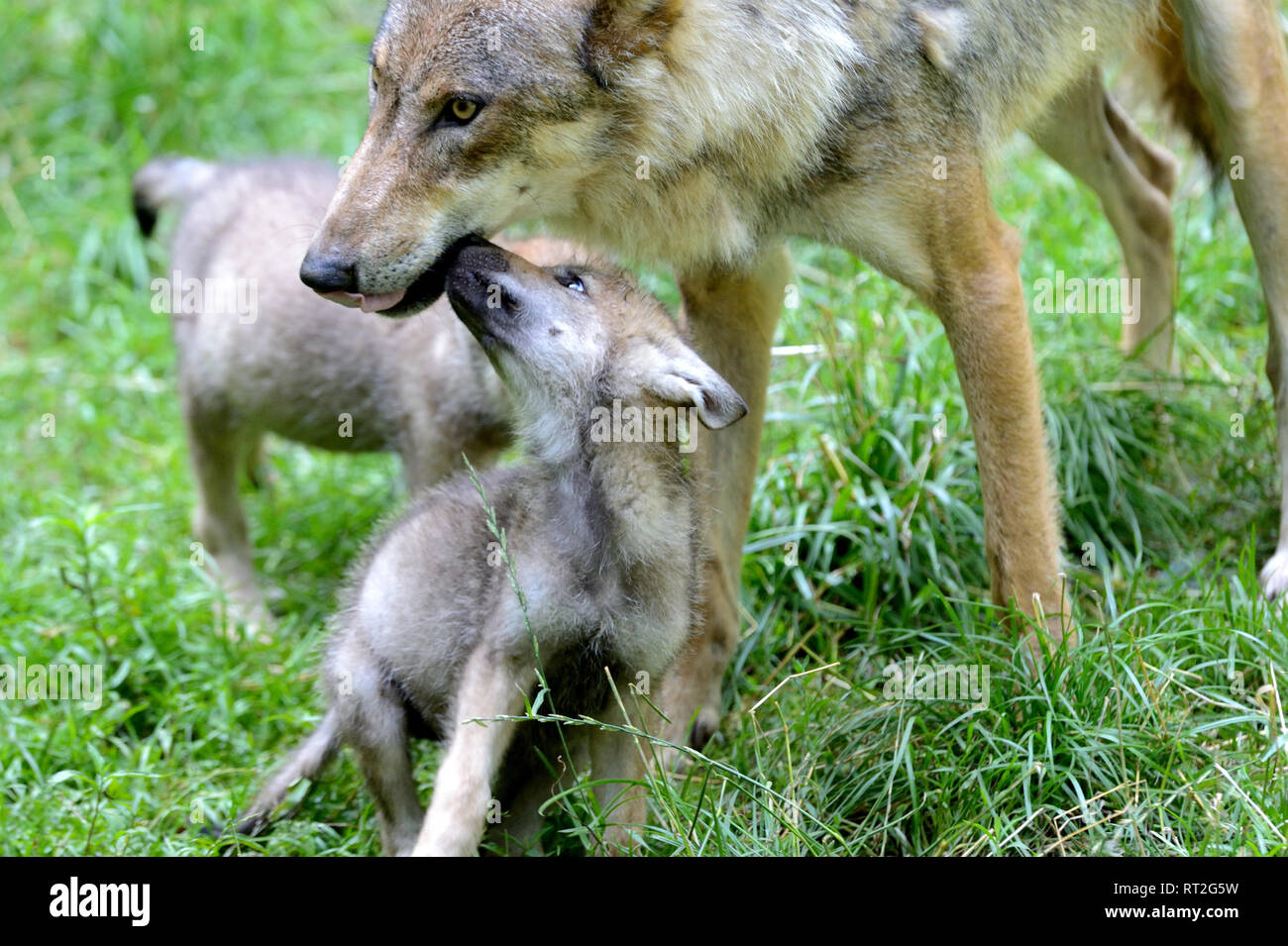 Canine, Canis lupus, endemic animal species, European wolf, protected ...