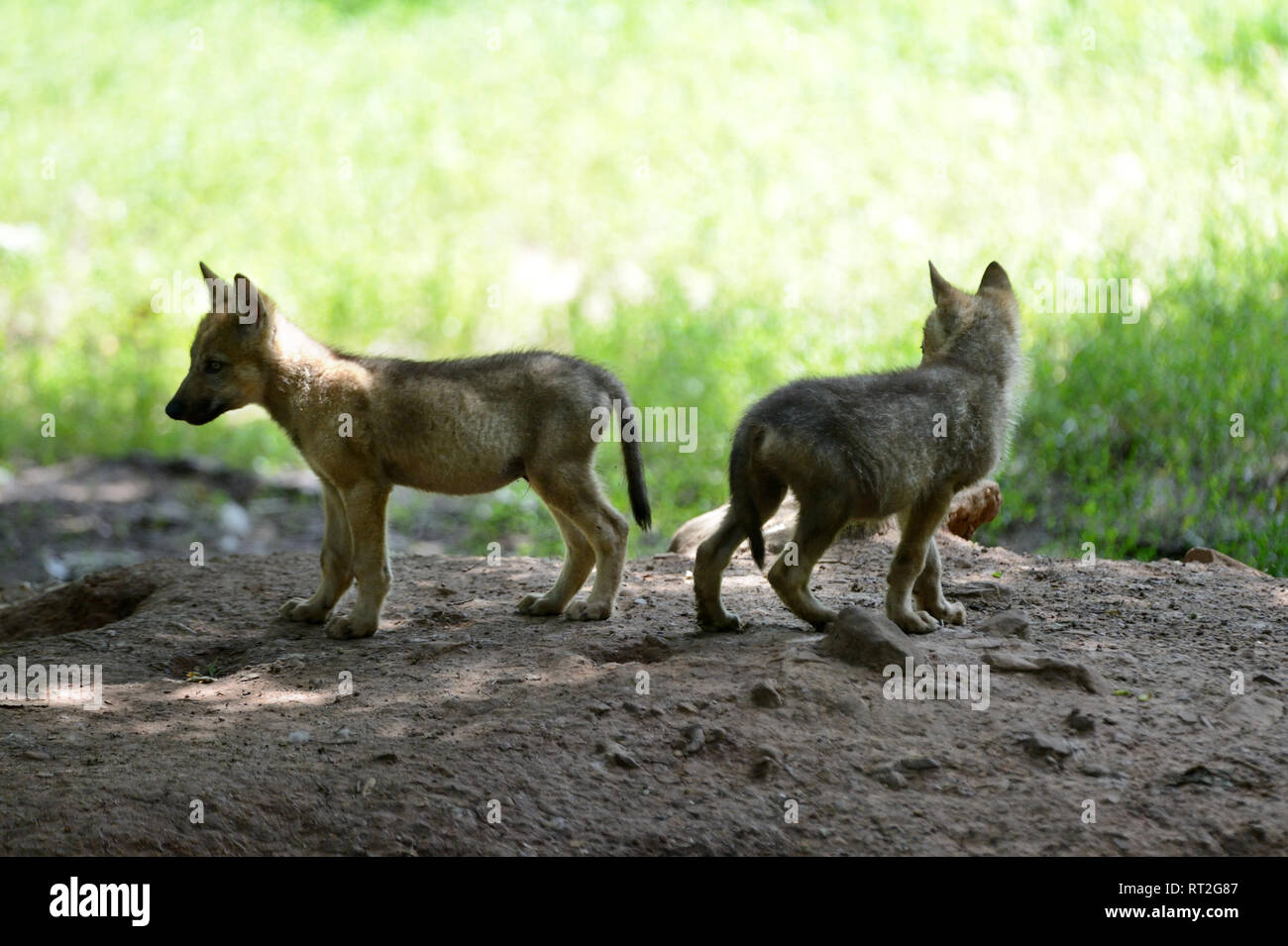 Canine, Canis lupus, endemic animal species, European wolf, protected ...