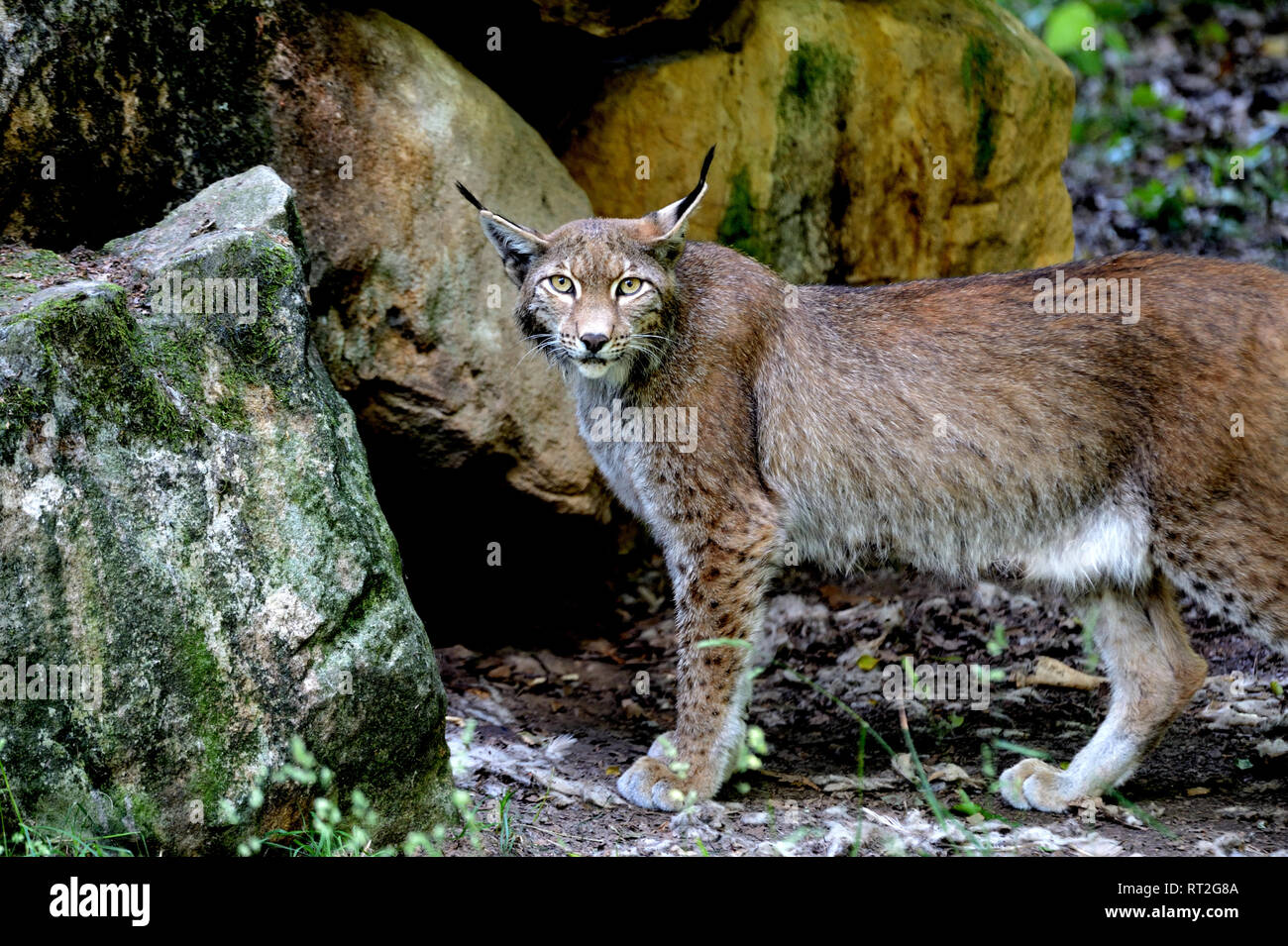 hunter, endemic animal species, Eurasian lynx, European lynx, protected ...