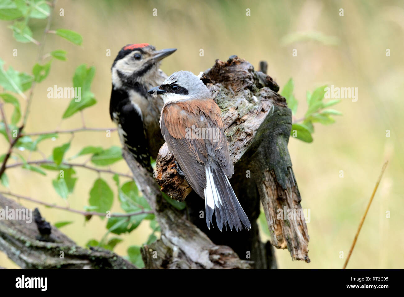 Spotted woodpecker, spotted woodpeckers, real woodpeckers, big spotted ...